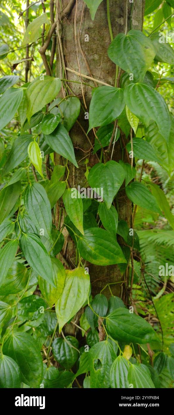 pepper plants (Piper Stock Photo - Alamy