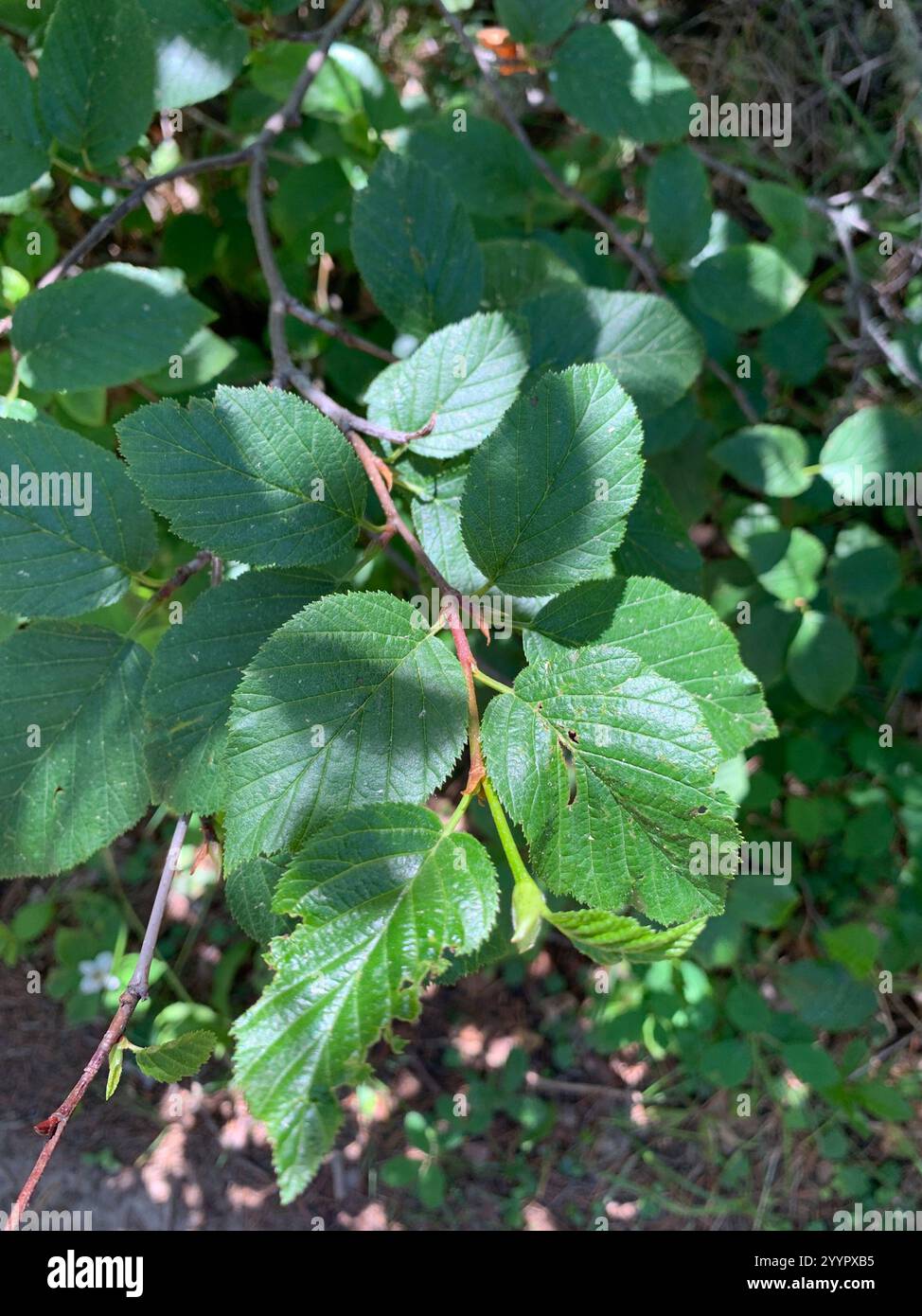 green alder (Alnus alnobetula Stock Photo - Alamy