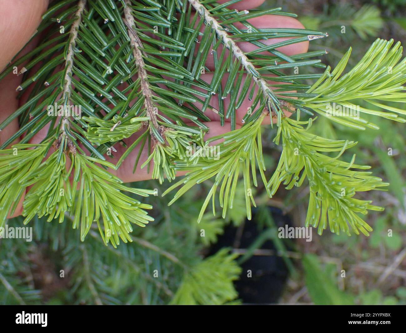subalpine fir (Abies lasiocarpa Stock Photo - Alamy