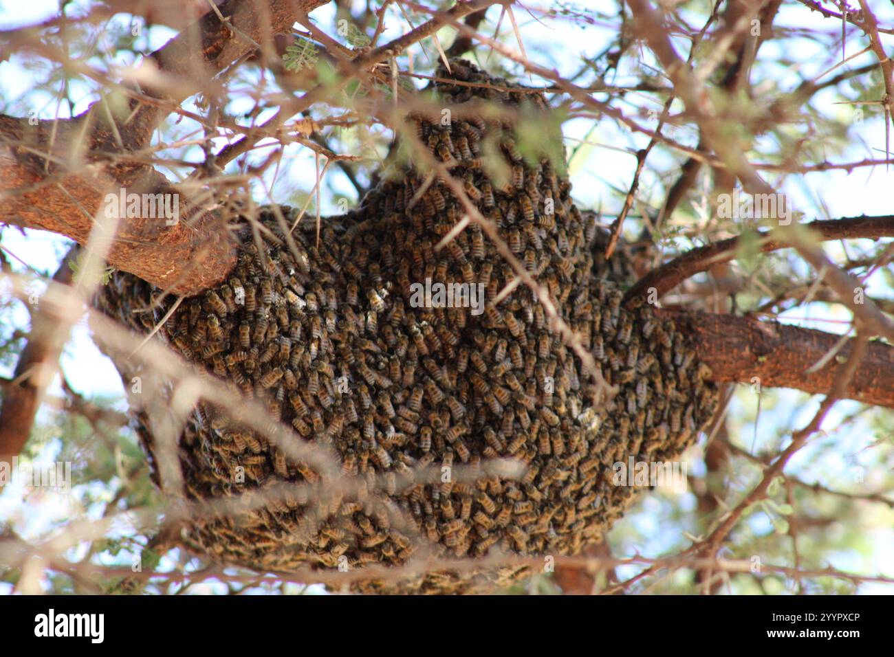African Honey Bee (Apis mellifera scutellata Stock Photo - Alamy