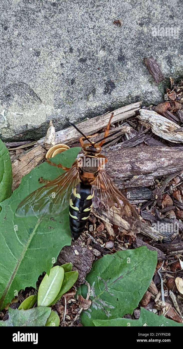 Eastern Cicada-killer Wasp (Sphecius speciosus Stock Photo - Alamy