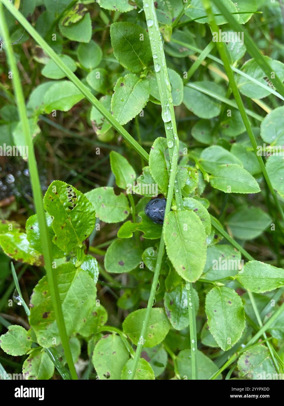 common bilberry (Vaccinium myrtillus Stock Photo - Alamy