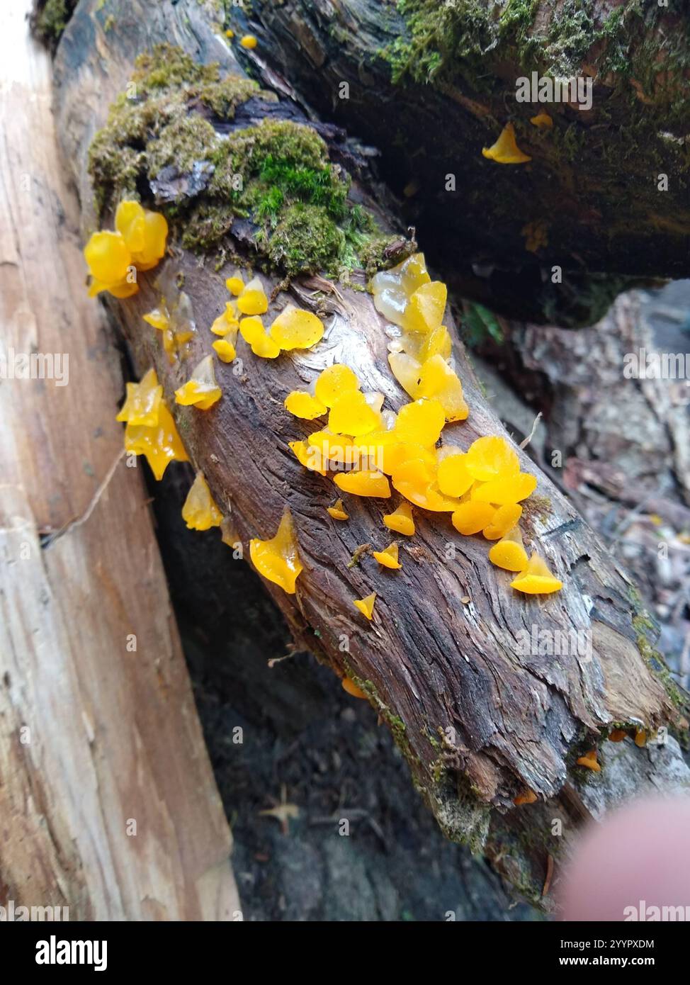 alpine jelly cone (Guepiniopsis alpina Stock Photo - Alamy