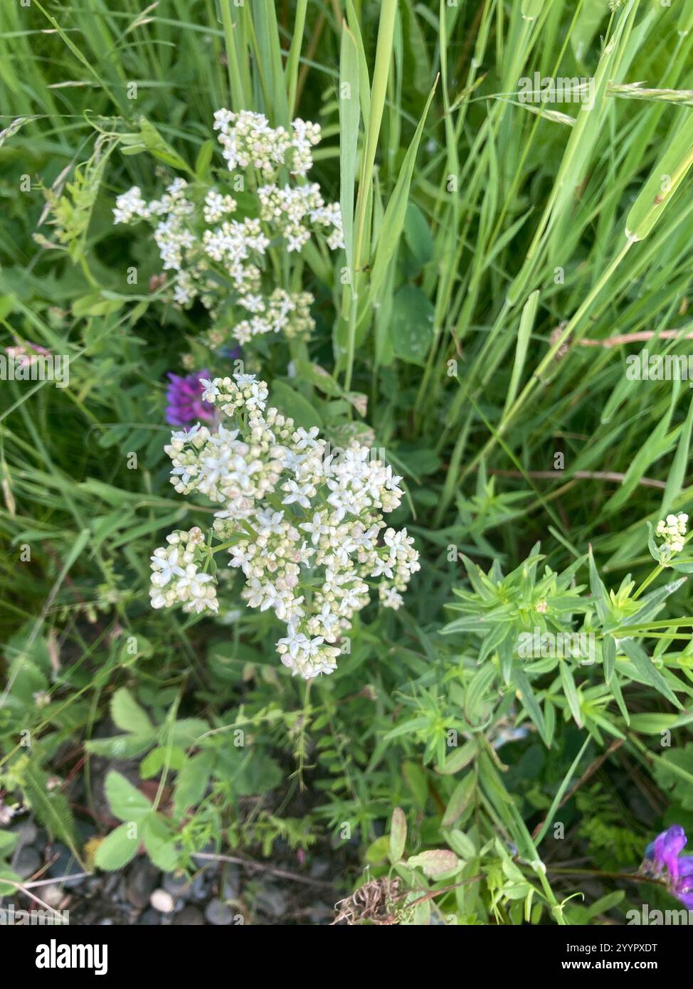 Northern Bedstraw (Galium boreale Stock Photo - Alamy