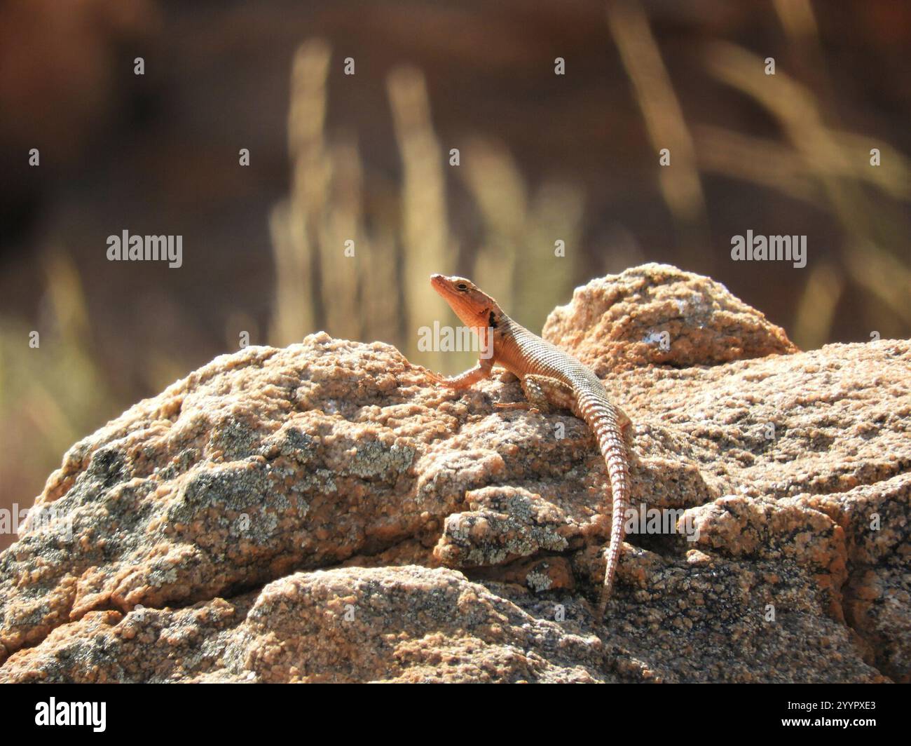 Karoo Girdled Lizard (Karusasaurus polyzonus Stock Photo - Alamy