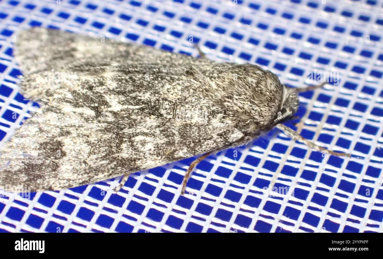Poplar Grey (Acronicta megacephala Stock Photo - Alamy