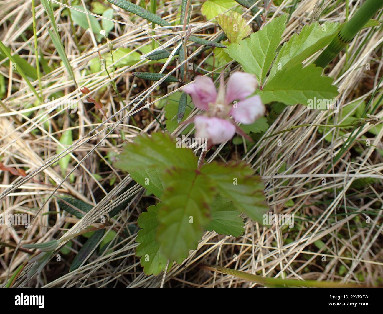 Arctic raspberry (Rubus arcticus Stock Photo - Alamy