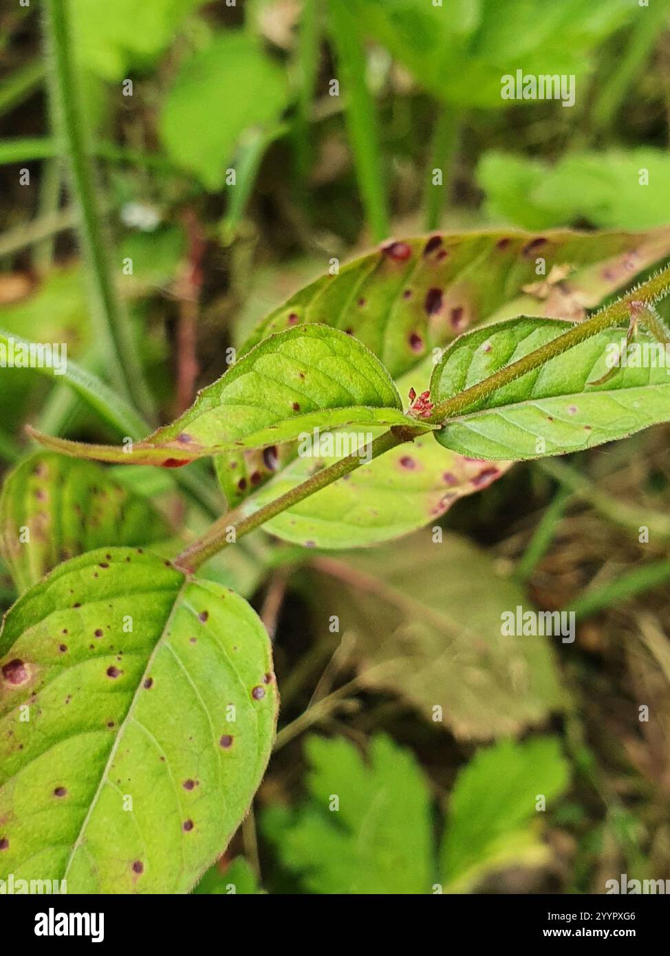 enchanter's-nightshade (Circaea lutetiana Stock Photo - Alamy