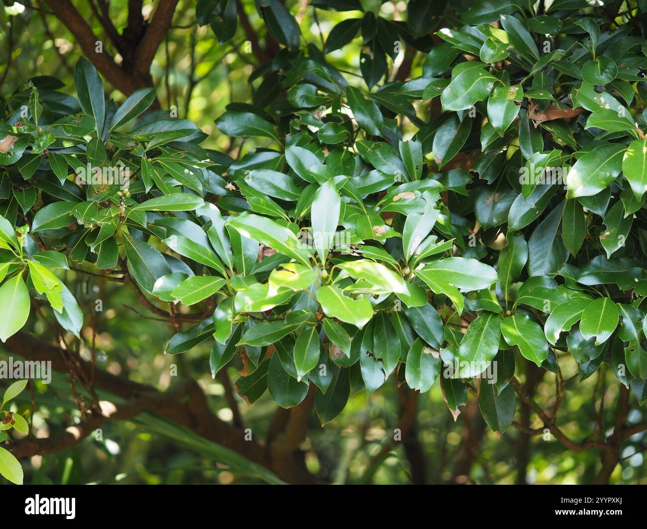 Red machilus hi-res stock photography and images - Alamy