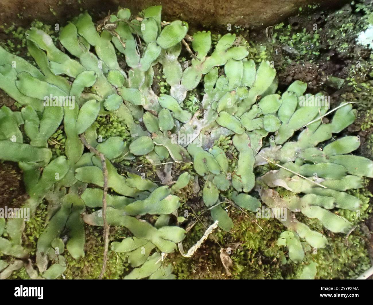 Asterella hi-res stock photography and images - Alamy