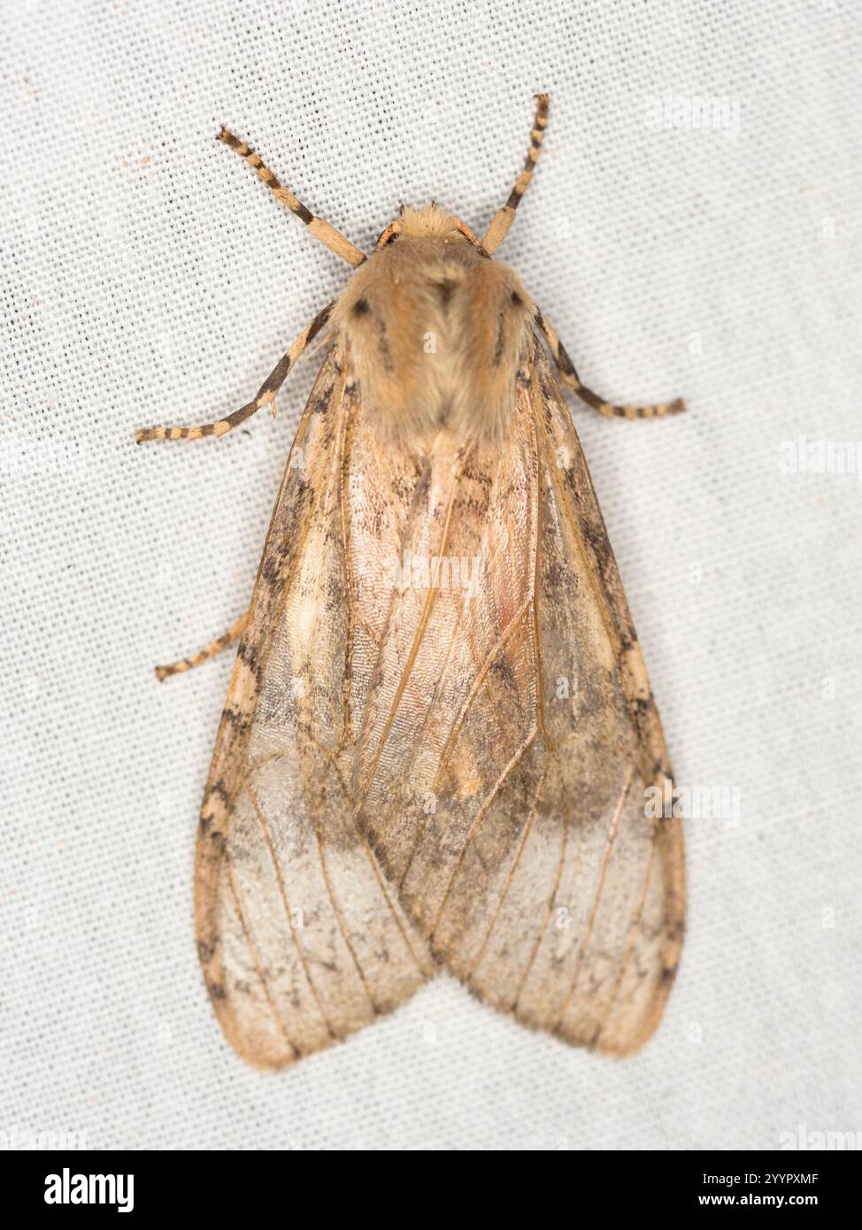 Freckled Glassy-wing (Pseudohemihyalea labecula Stock Photo - Alamy