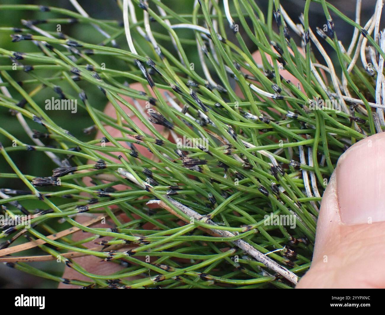 dwarf horsetail (Equisetum scirpoides Stock Photo - Alamy