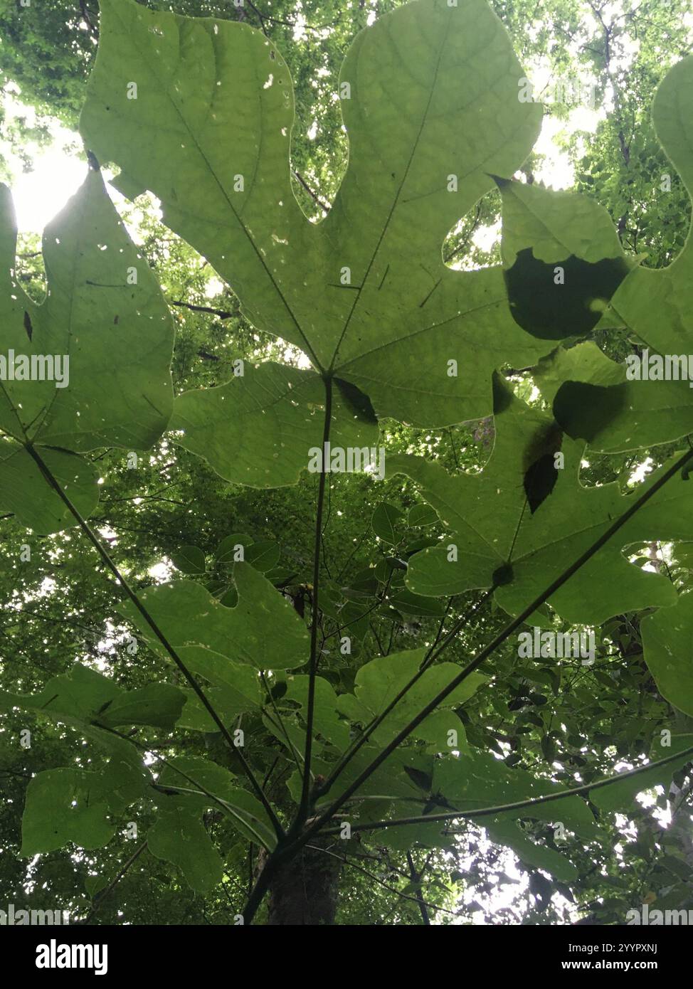 Chinese parasol tree (Firmiana simplex Stock Photo - Alamy