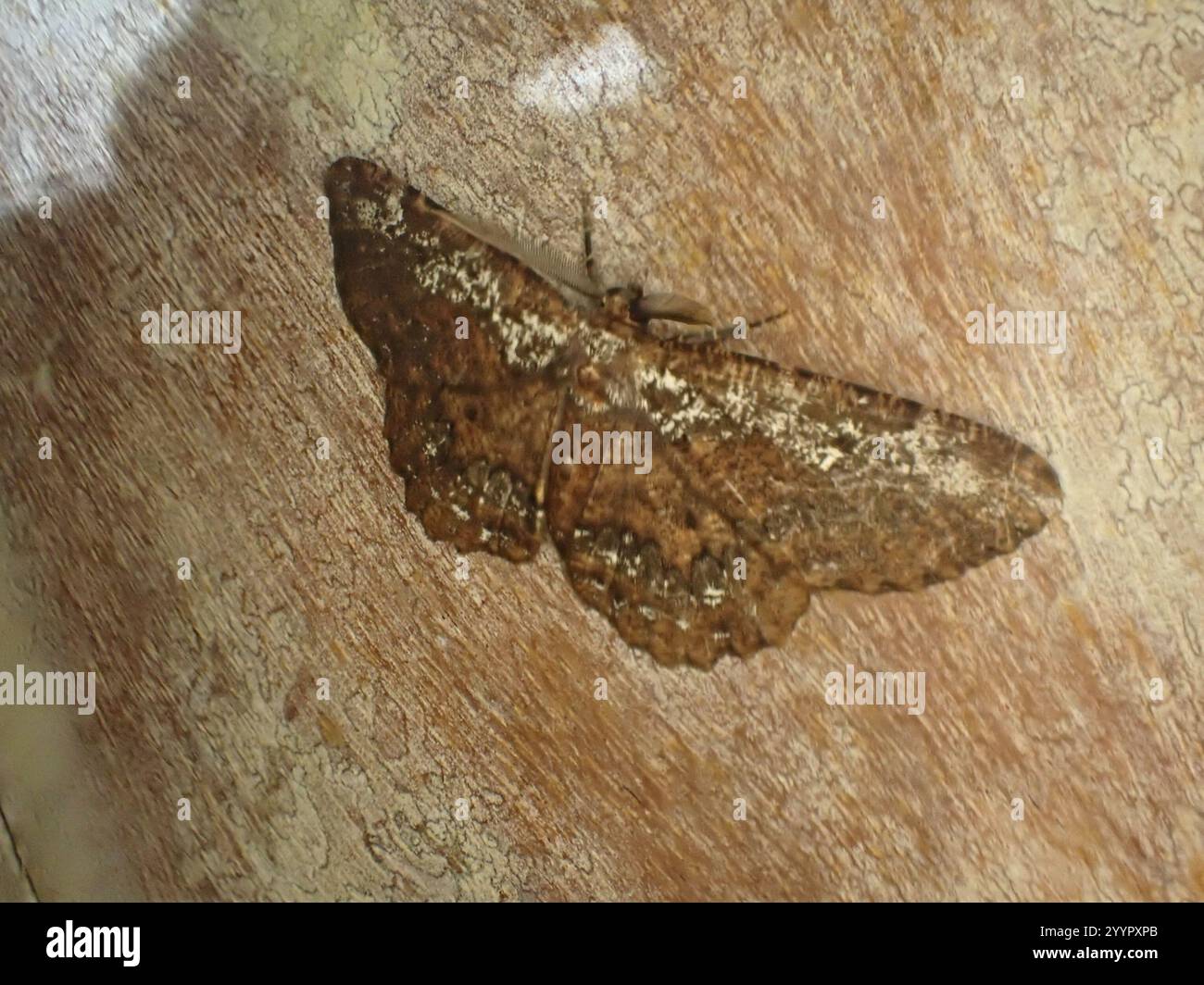 Geometer Moths (Geometridae Stock Photo - Alamy