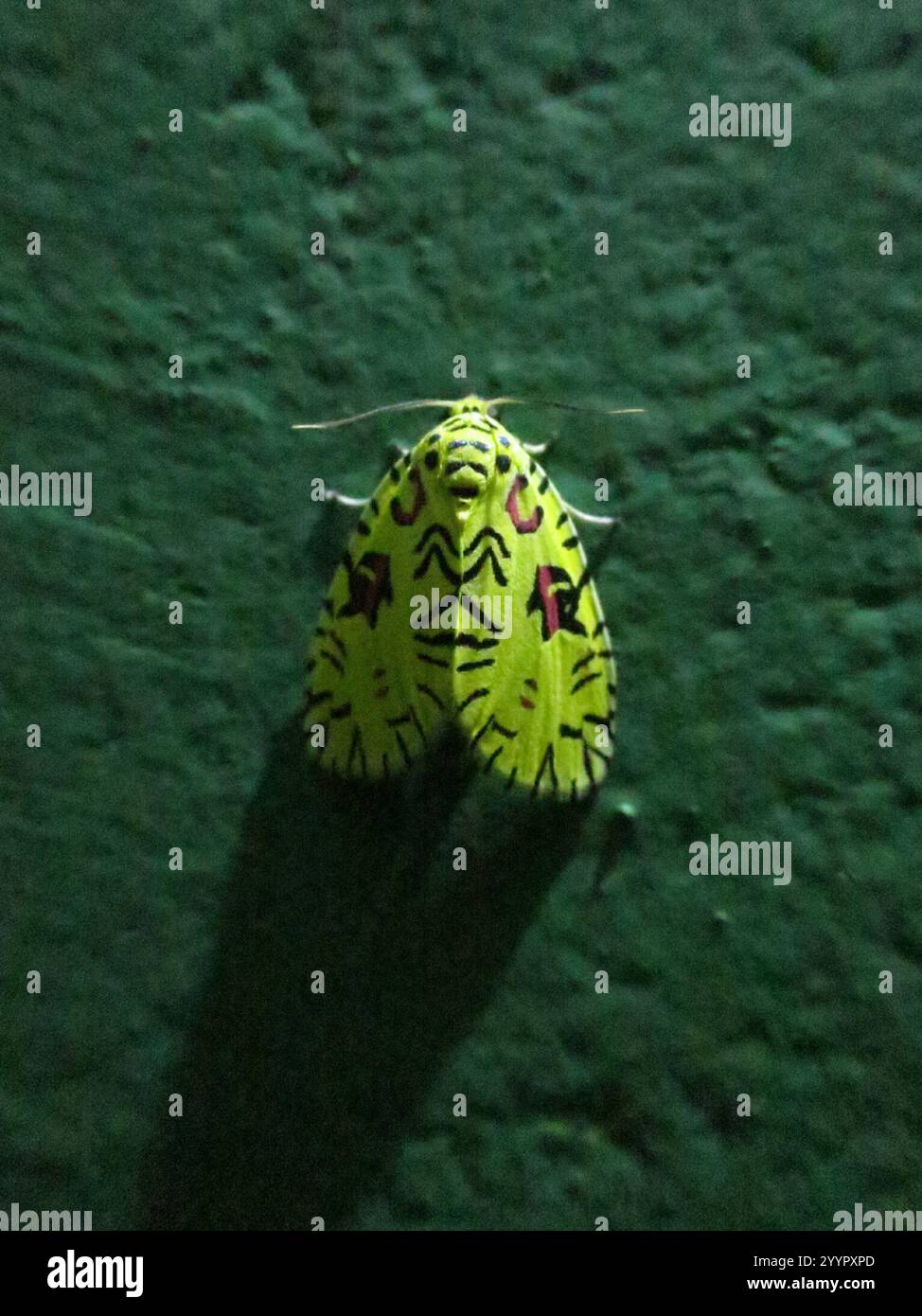 Pikachu Moth (Mazuca strigicincta Stock Photo - Alamy