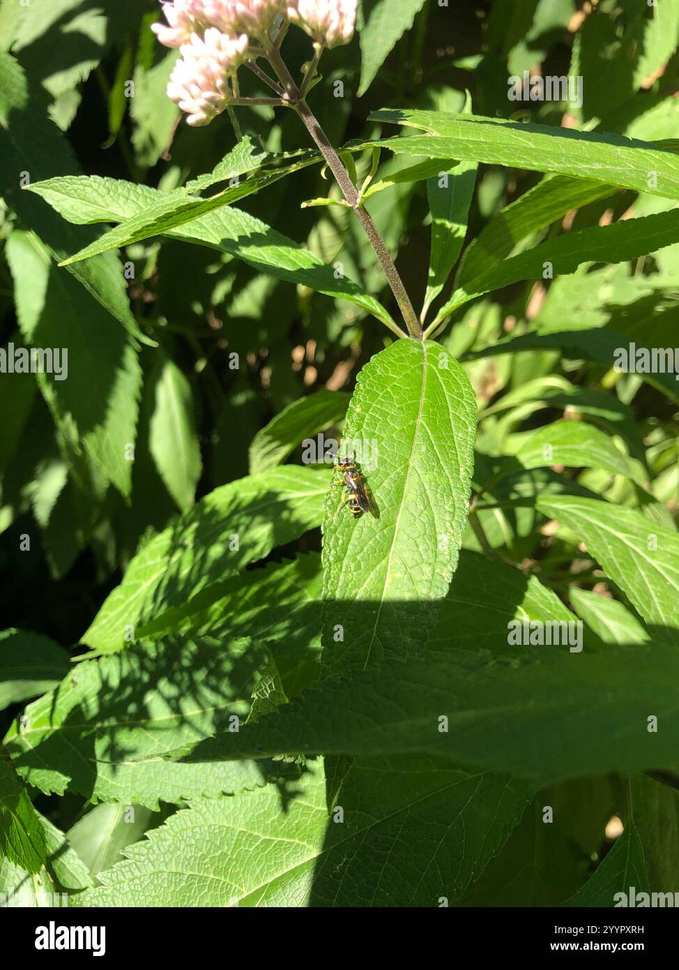 Hump-backed Beewolf (Philanthus gibbosus Stock Photo - Alamy