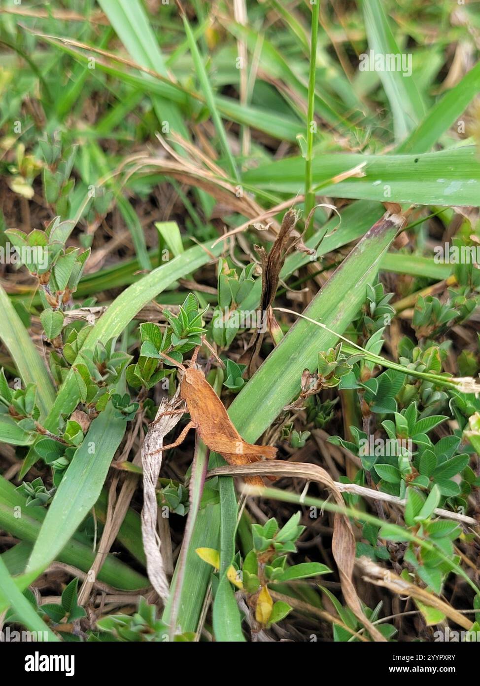 Green-striped Grasshopper (Chortophaga viridifasciata Stock Photo - Alamy