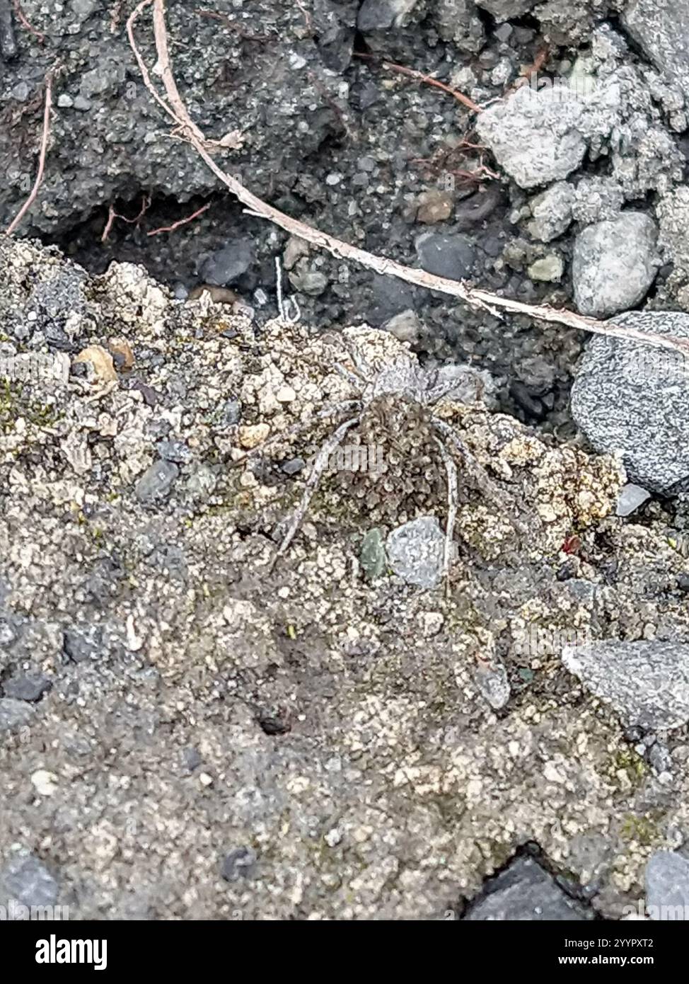 Thin-legged Wolf Spiders (Pardosa Stock Photo - Alamy