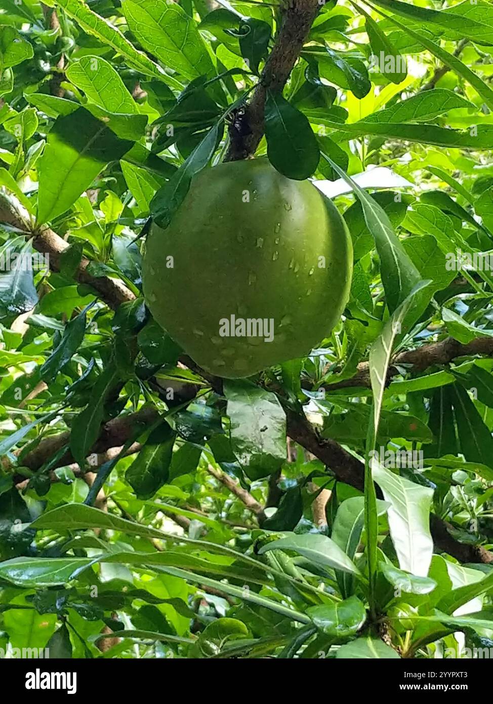 calabash trees (Crescentia Stock Photo - Alamy