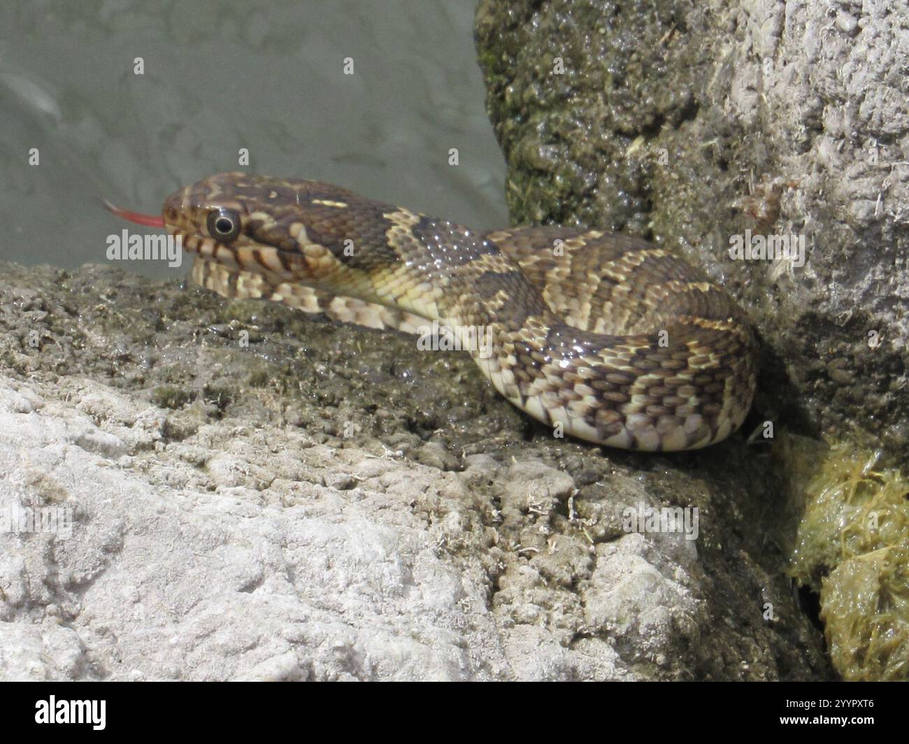 Plain-bellied Watersnake (Nerodia erythrogaster Stock Photo - Alamy