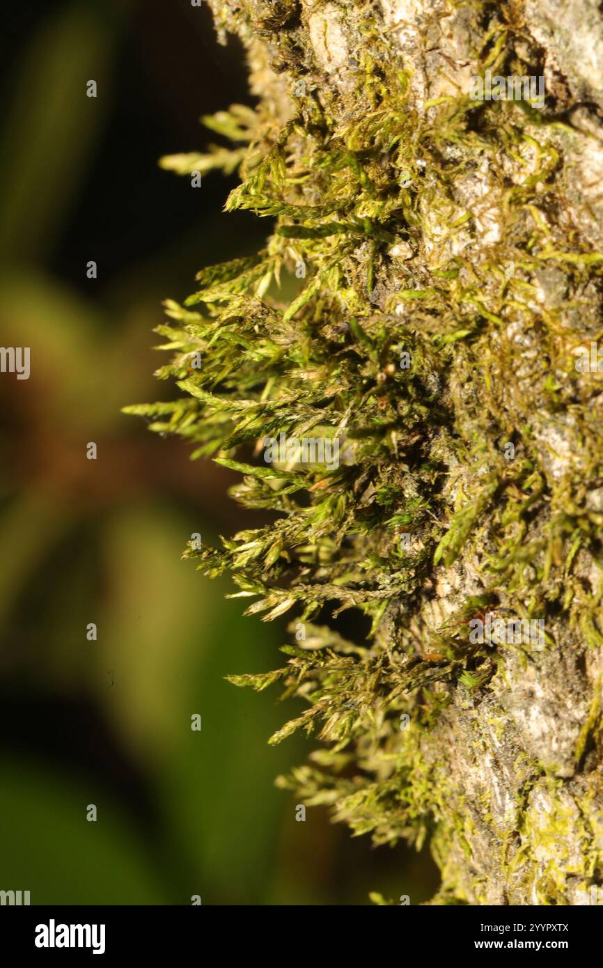 Cryphaea heteromalla hi-res stock photography and images - Alamy