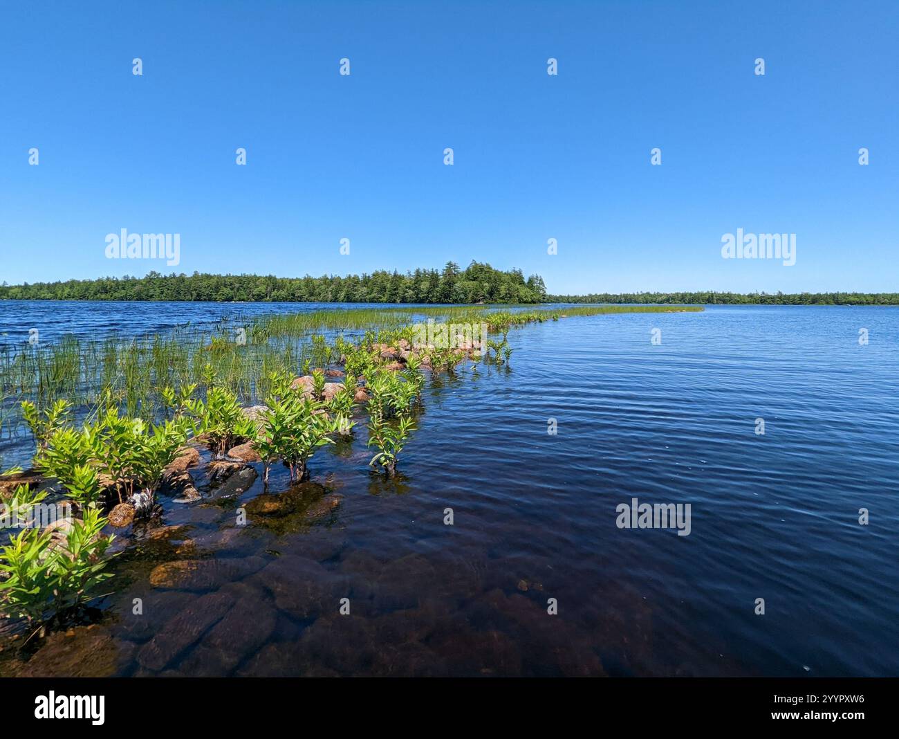 Swamp loosestrife decodon verticillatus hi-res stock photography and ...