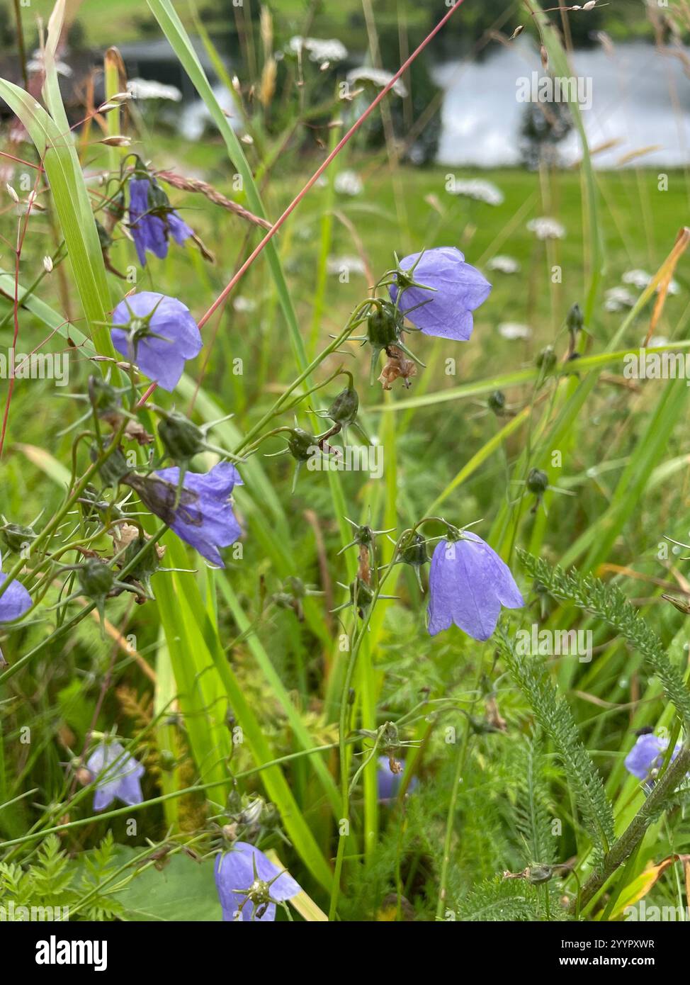Common Harebell (Campanula rotundifolia Stock Photo - Alamy