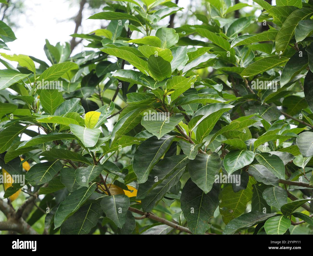 Hauili fig tree (Ficus septica Stock Photo - Alamy