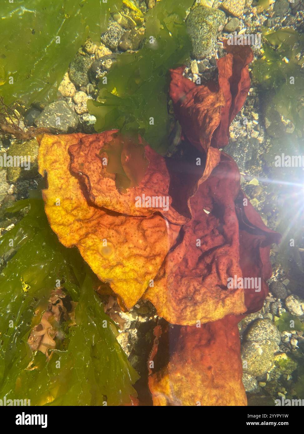 red algae (Rhodophyta Stock Photo - Alamy