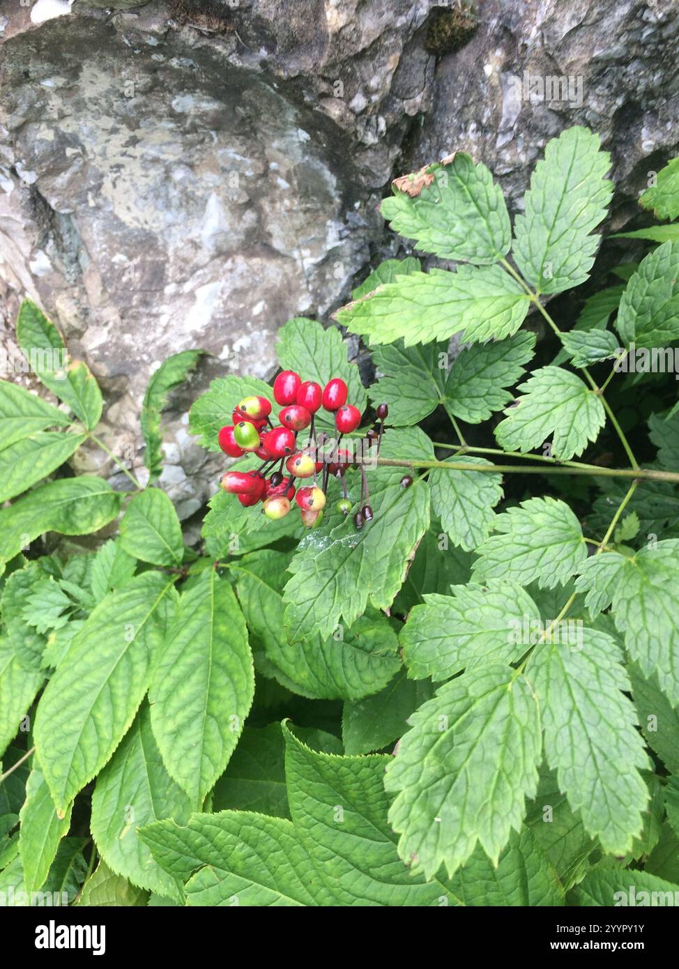 red baneberry (Actaea rubra Stock Photo - Alamy