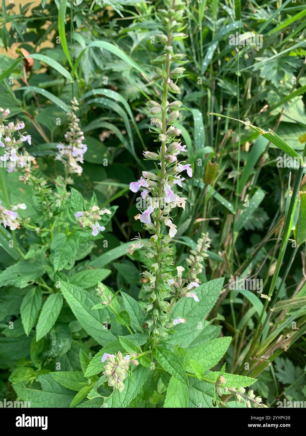 American germander (Teucrium canadense Stock Photo - Alamy