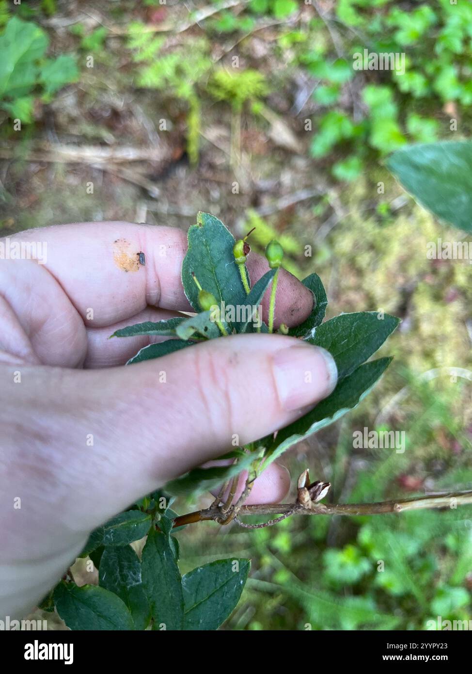 mock azalea (Rhododendron menziesii Stock Photo - Alamy