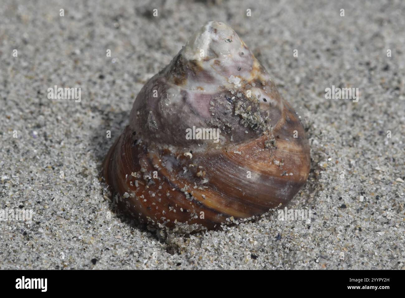 Dusky Tegula (Tegula pulligo Stock Photo - Alamy