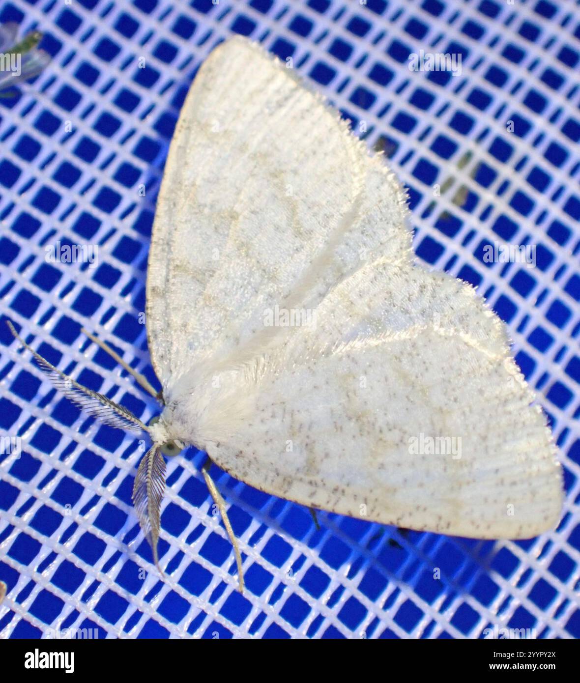 Northern Wave Moth (Cabera exanthemata Stock Photo - Alamy