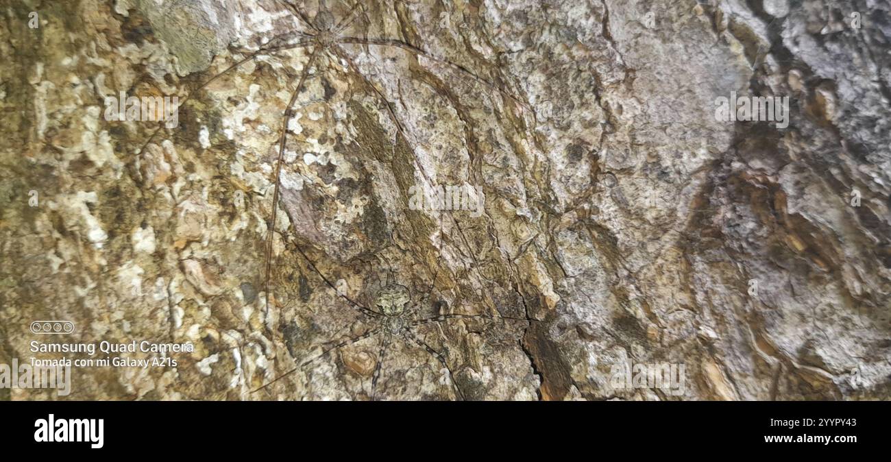 Two-tailed Spiders (Hersiliidae Stock Photo - Alamy