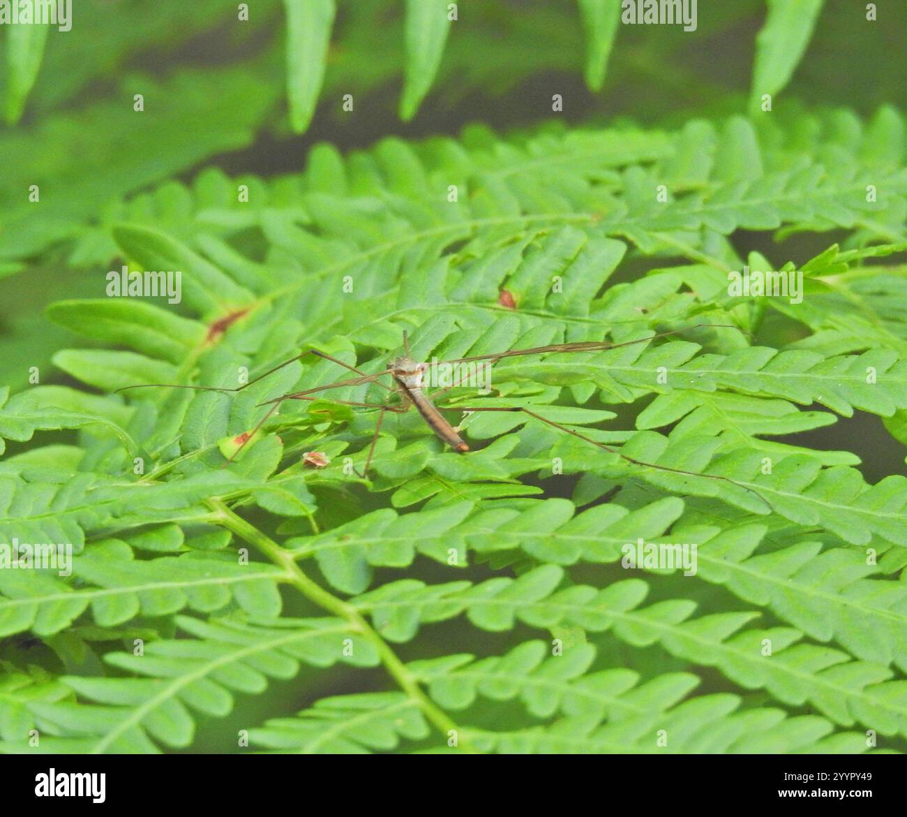 Typical Crane Flies (Tipuloidea Stock Photo - Alamy