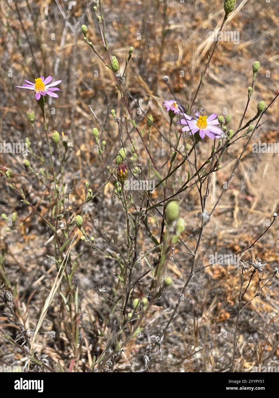 California Aster (Corethrogyne filaginifolia Stock Photo - Alamy