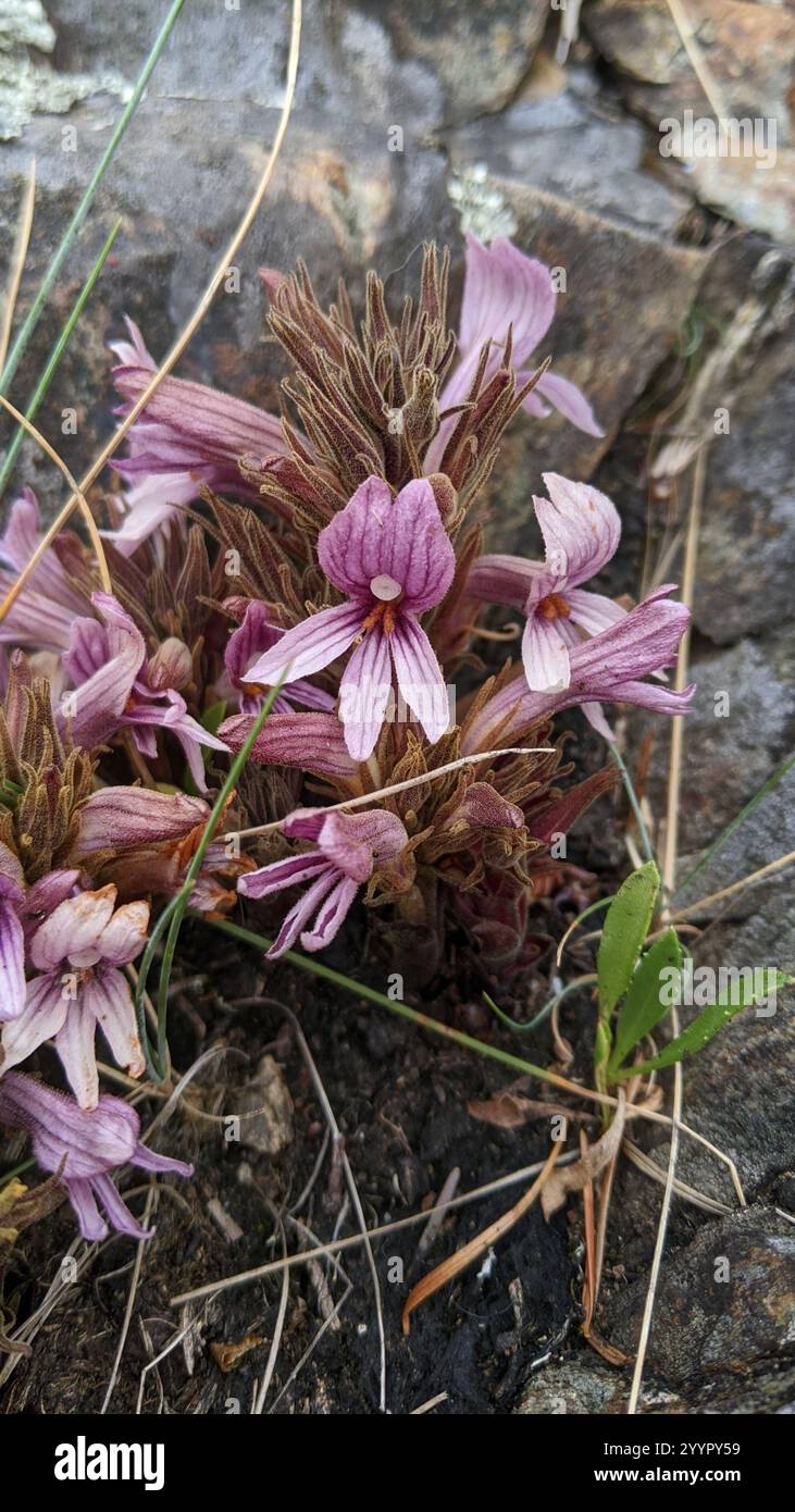 California Broomrape (Aphyllon californicum Stock Photo - Alamy