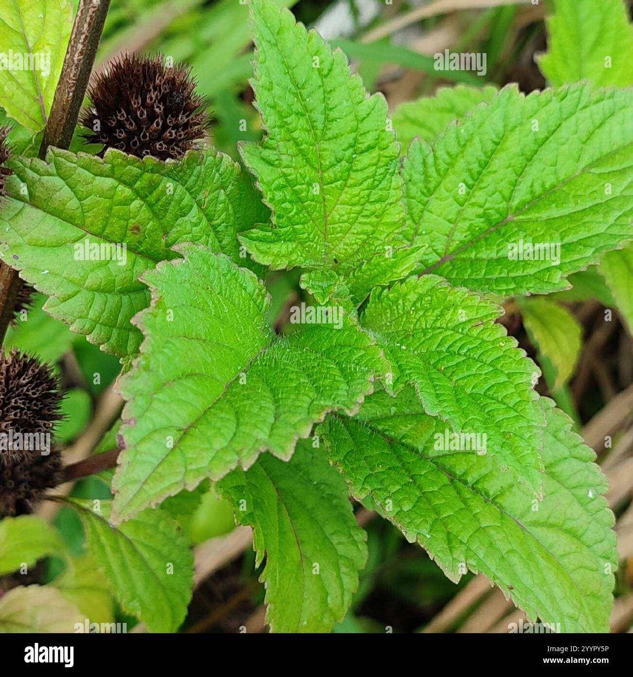 false ironwort (Hyptis capitata Stock Photo - Alamy