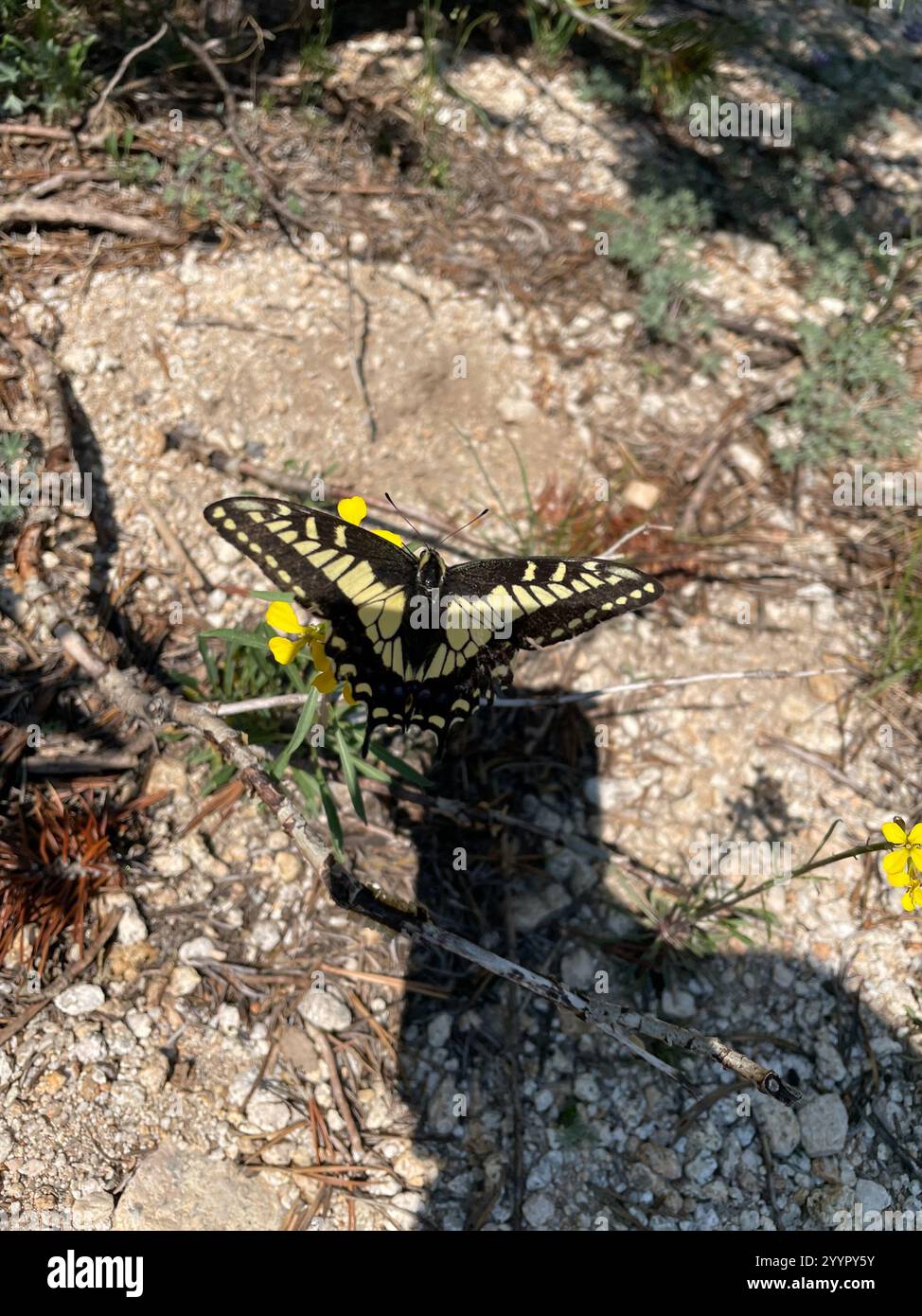 Anise Swallowtail (Papilio zelicaon Stock Photo - Alamy