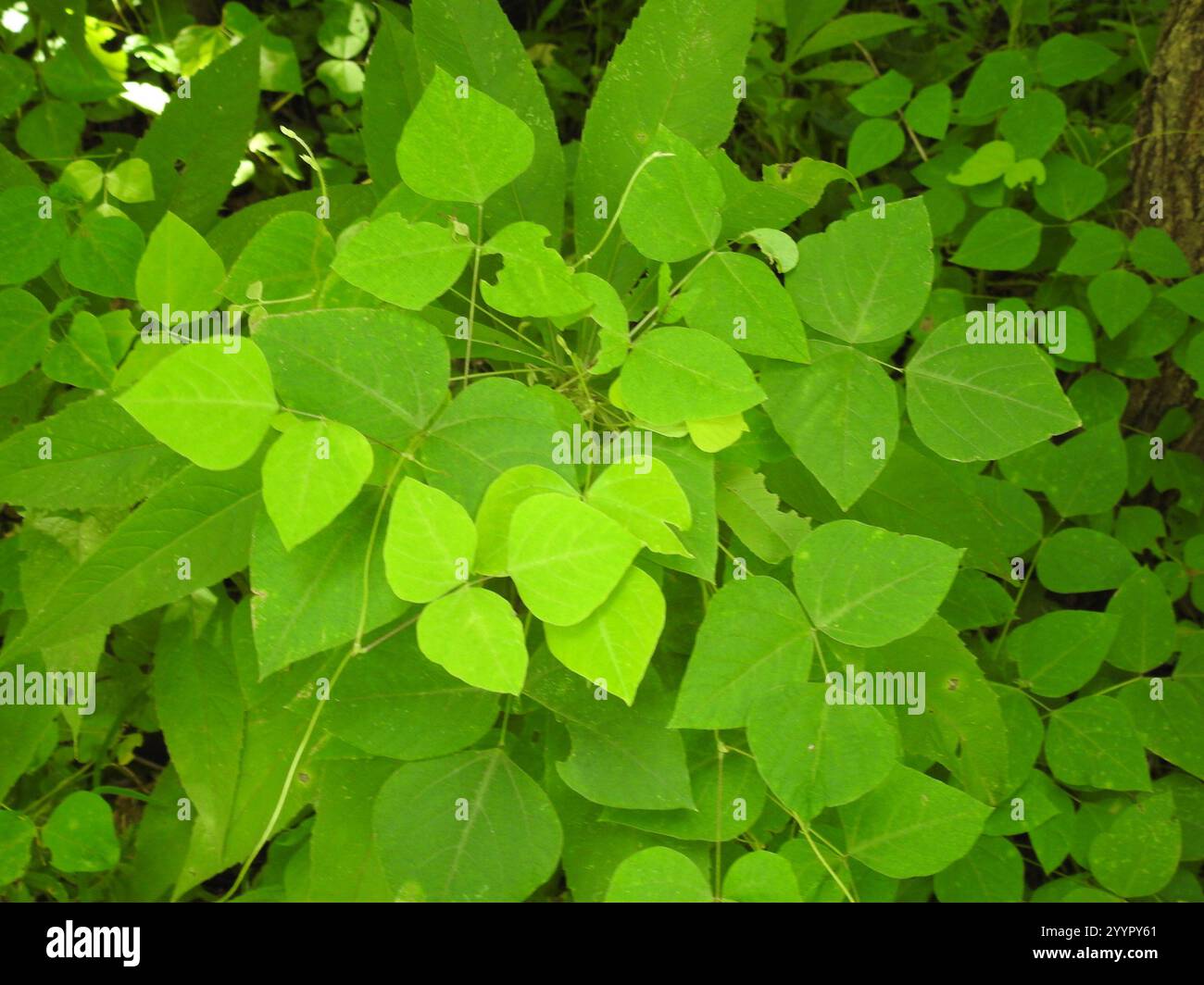 American hog-peanut (Amphicarpaea bracteata Stock Photo - Alamy