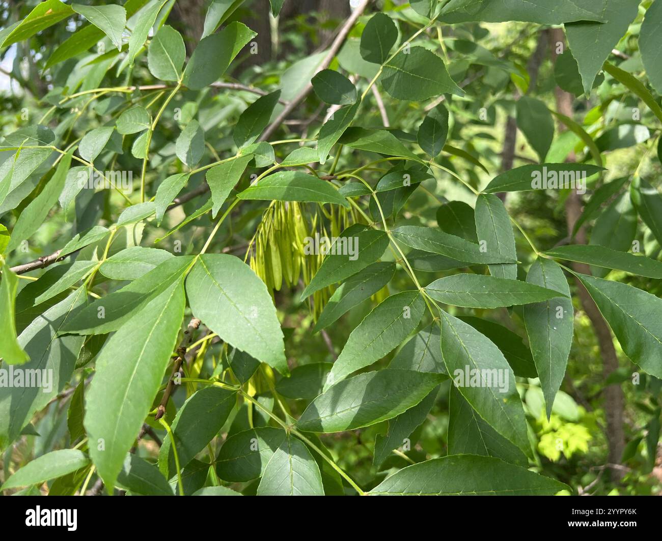 green ash (Fraxinus pennsylvanica Stock Photo - Alamy