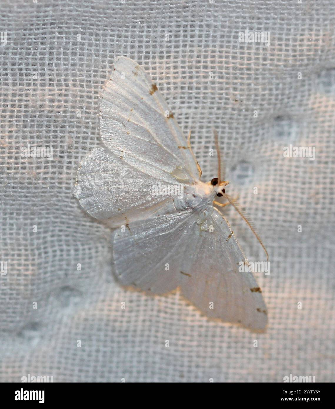 Lesser Maple Spanworm Moth (Macaria pustularia Stock Photo - Alamy