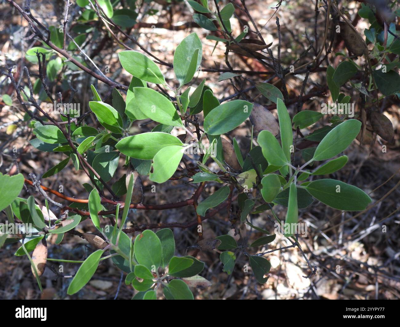 Common Manzanita (Arctostaphylos manzanita Stock Photo - Alamy