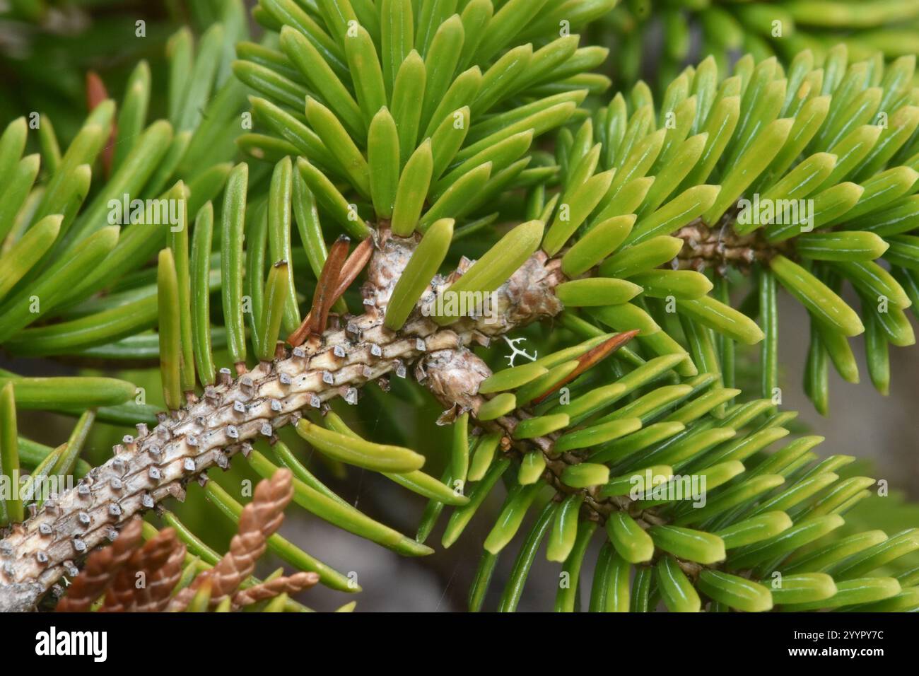 Sitka spruce (Picea sitchensis Stock Photo - Alamy