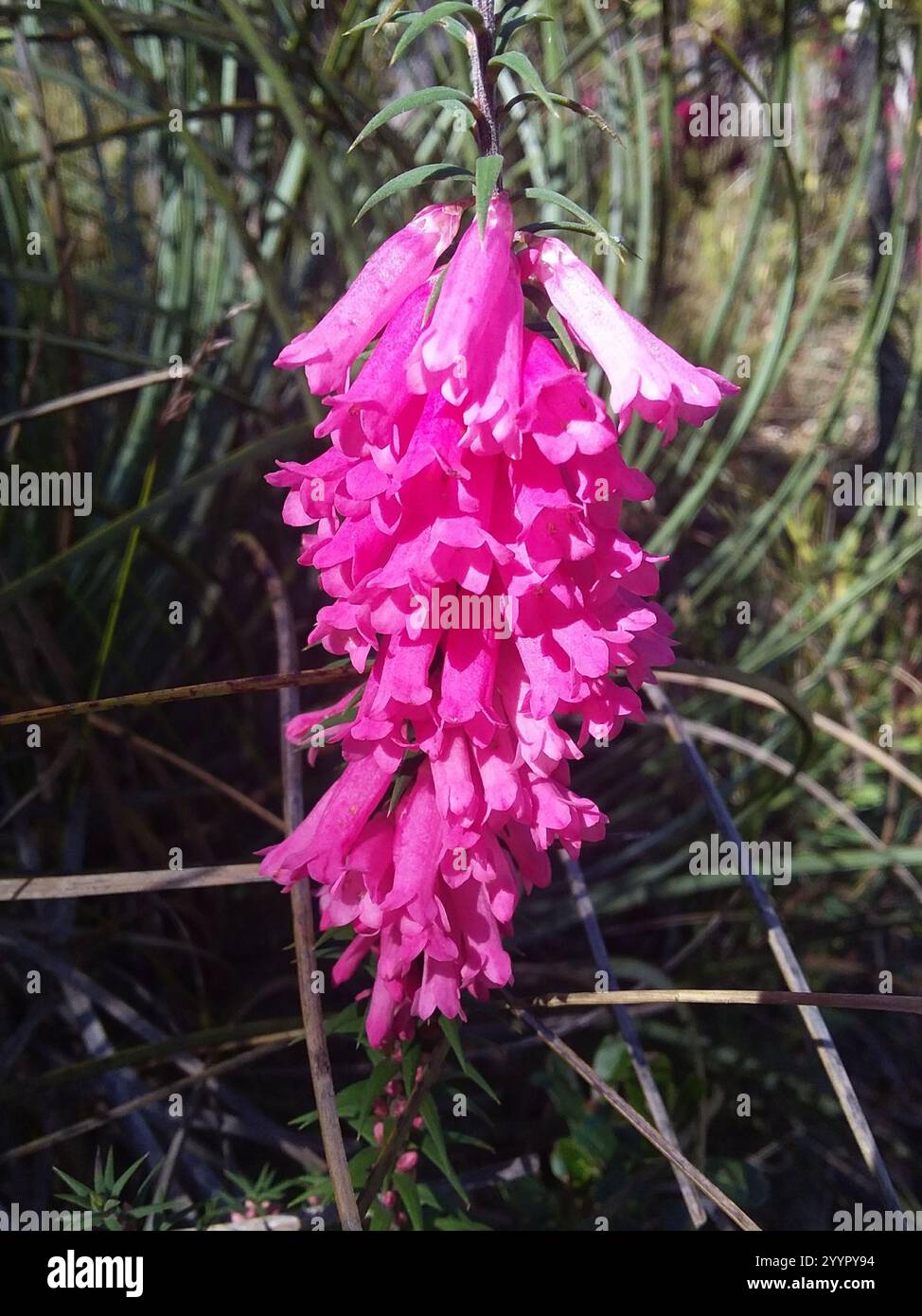 Common Heath (Epacris impressa Stock Photo - Alamy
