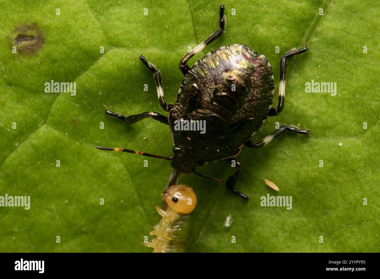 Spiny shield bug hi-res stock photography and images - Alamy
