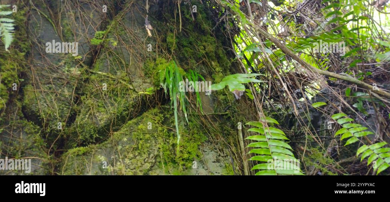 Haplopteris hi-res stock photography and images - Alamy