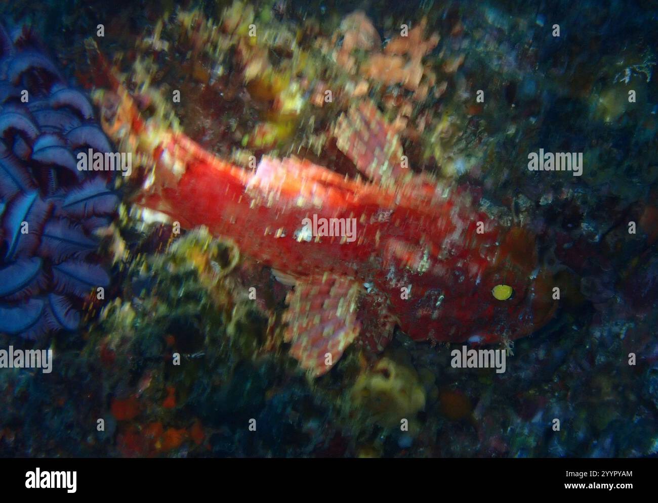 Eastern Red Scorpionfish (Scorpaena jacksoniensis Stock Photo - Alamy