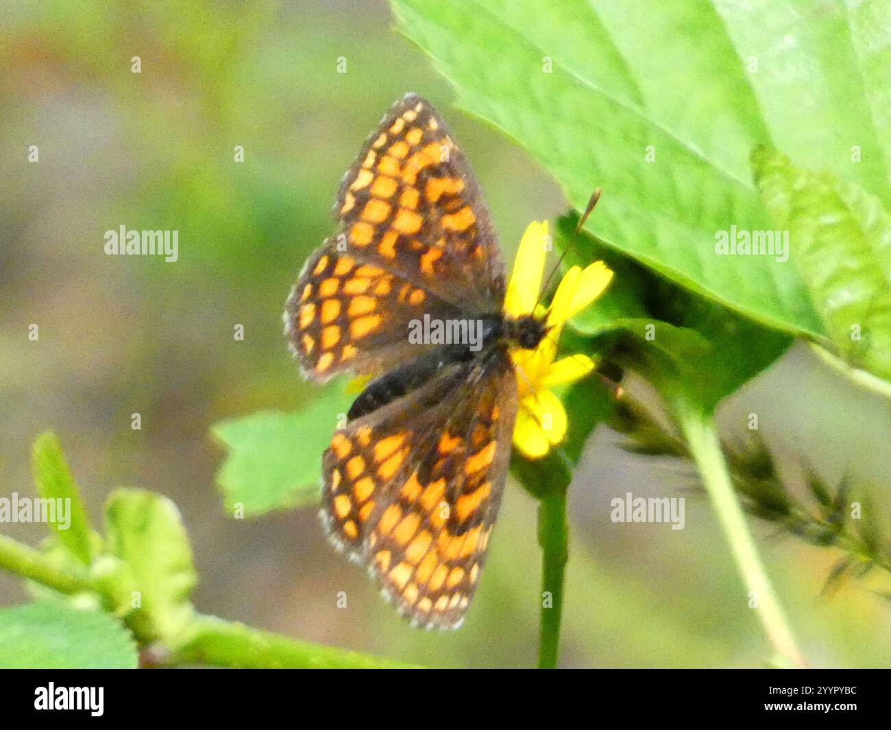 Heath Fritillary (Melitaea athalia Stock Photo - Alamy